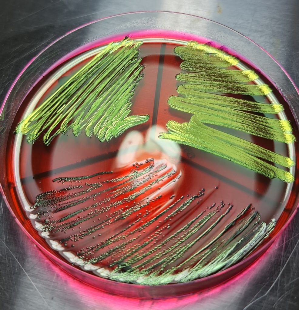 E. coli creciendo en agar EMB – Grupo Zoovet