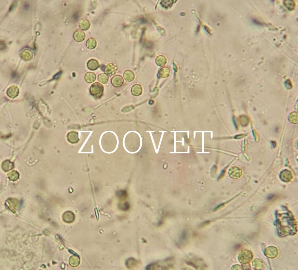 Espermatozoides en Orina – Grupo Zoovet