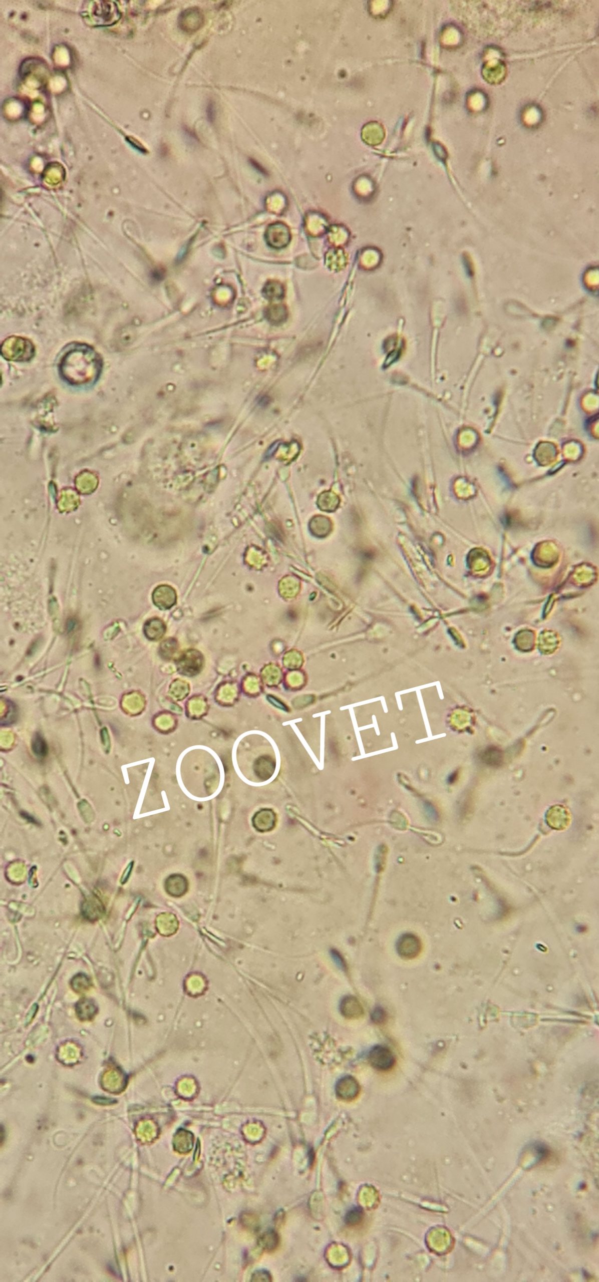 Espermatozoides en Orina – Grupo Zoovet