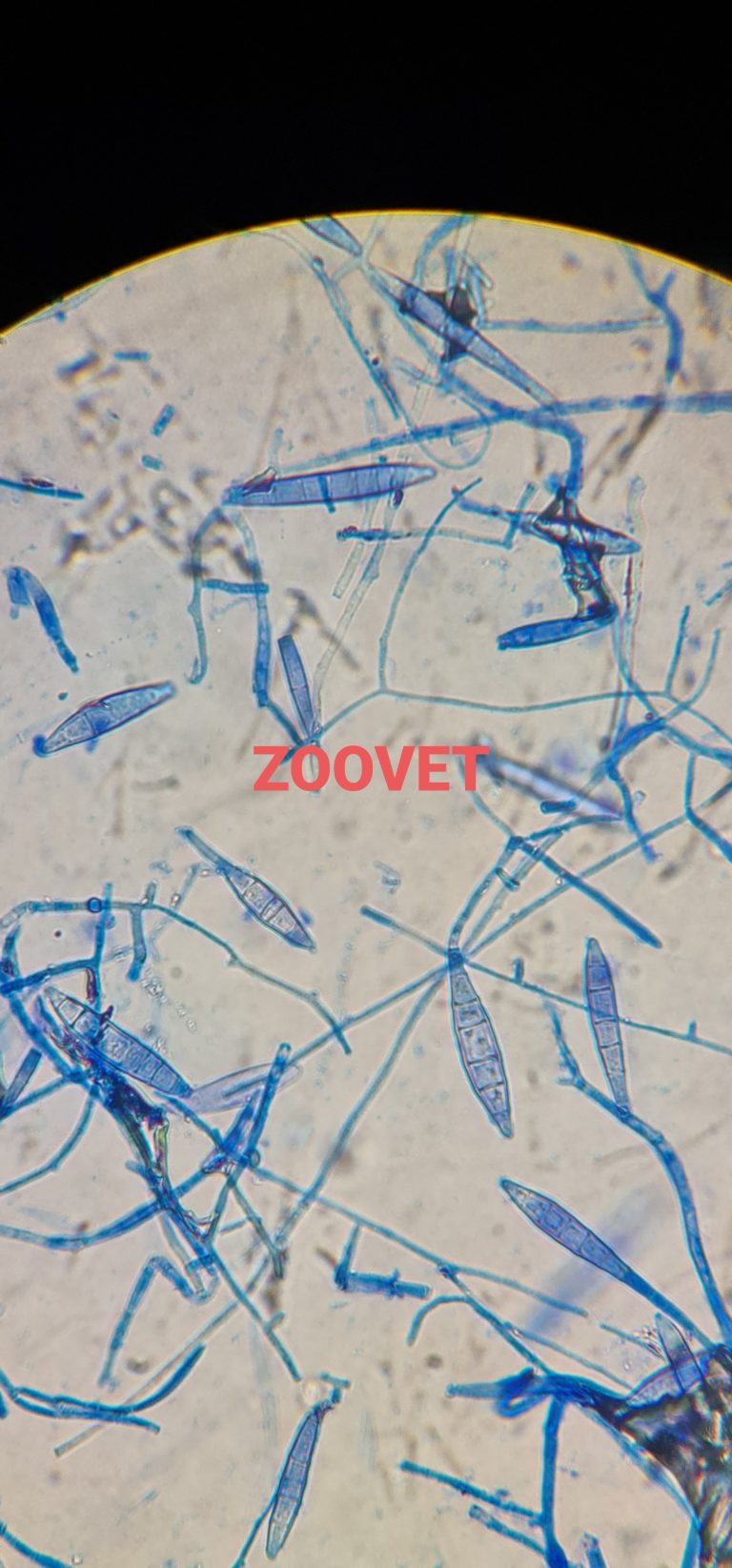 Microsporum canis – Grupo Zoovet