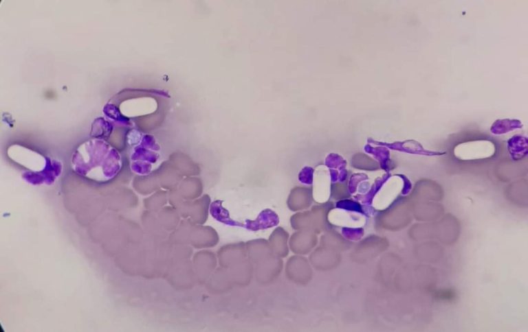 Hepatozoon spp. – Grupo Zoovet