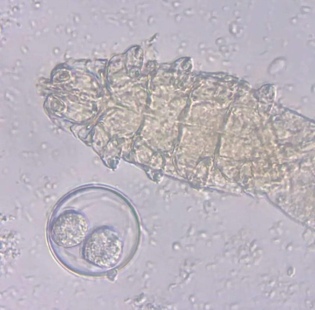 Isospora spp. – Grupo Zoovet