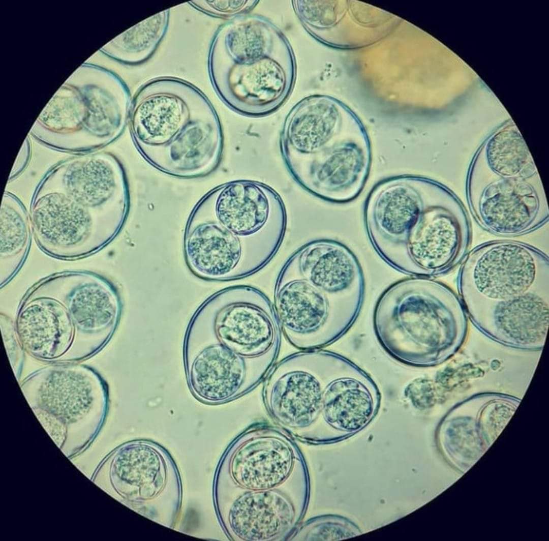 Isospora spp. – Grupo Zoovet
