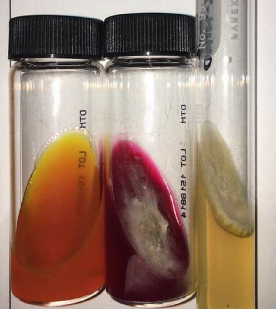 Cultivo de Microsporum canis – Grupo Zoovet