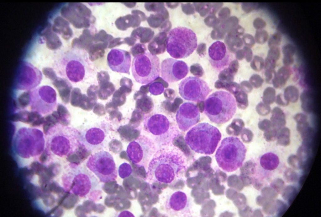 Mastocitoma – Grupo Zoovet