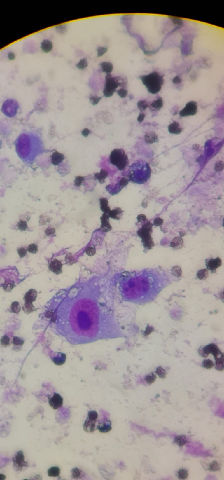 Carcinoma mamario en canino – Grupo Zoovet